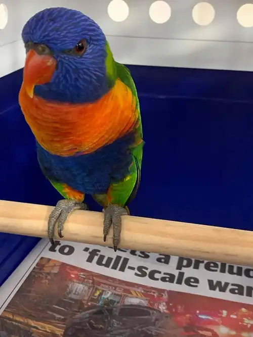 Bird Transport | Domestic & International Pet Transport