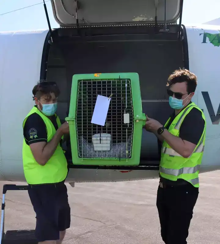 Pet Flights | Flying with Pets